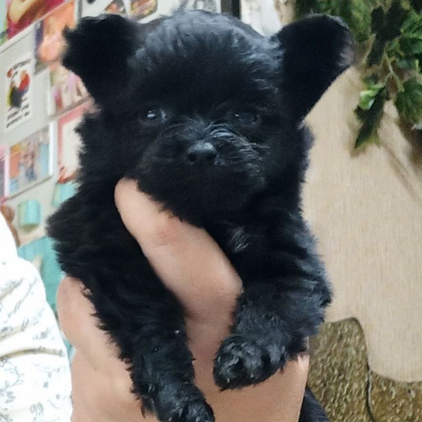 Мальтипу, щенок