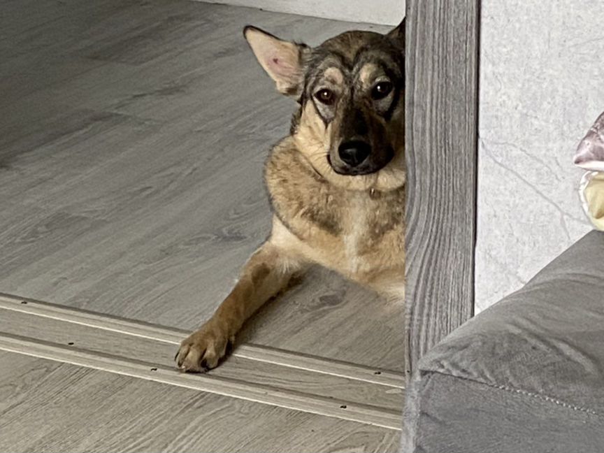 Собака в добрые руки