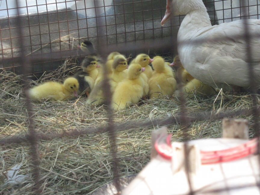 Продажа индоутят