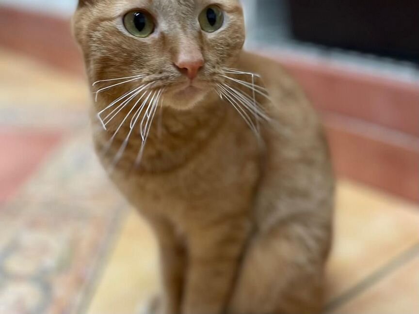 Рыжий кот Имбирь