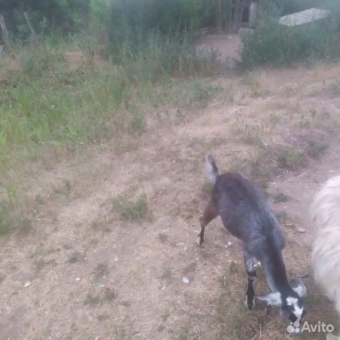 Продаются козлята