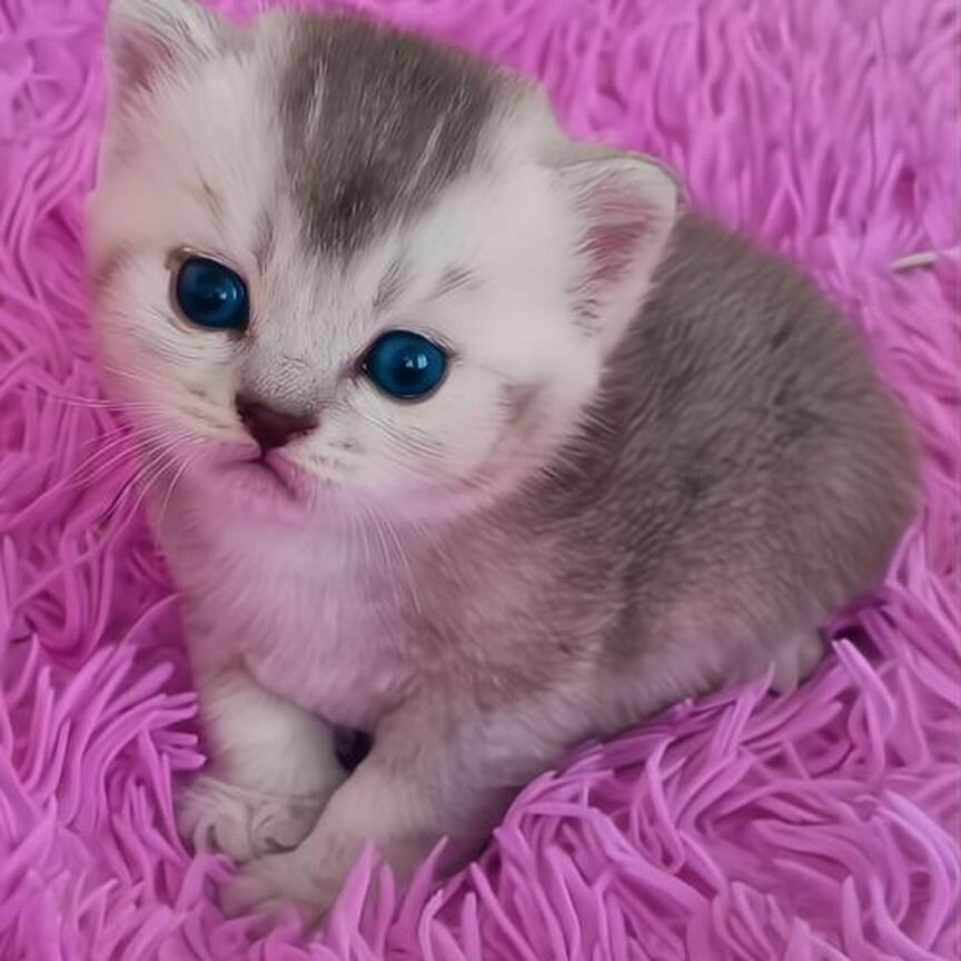 Шотландский вислоухий короткошёрстный котёнок