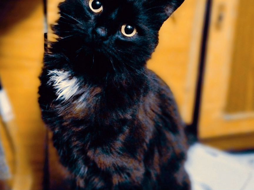 Кошки в добрые руки