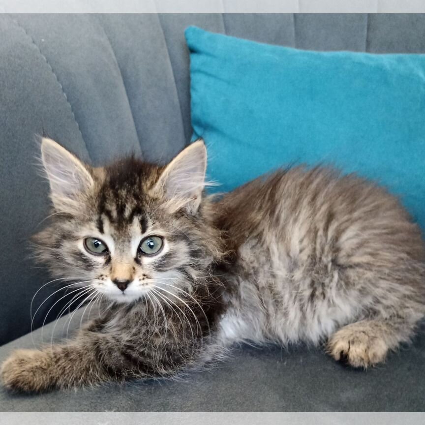 Котёнок в добрые руки