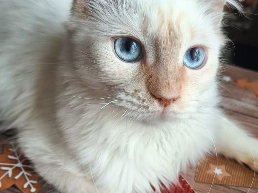 Голубоглазый котенок Сахарок