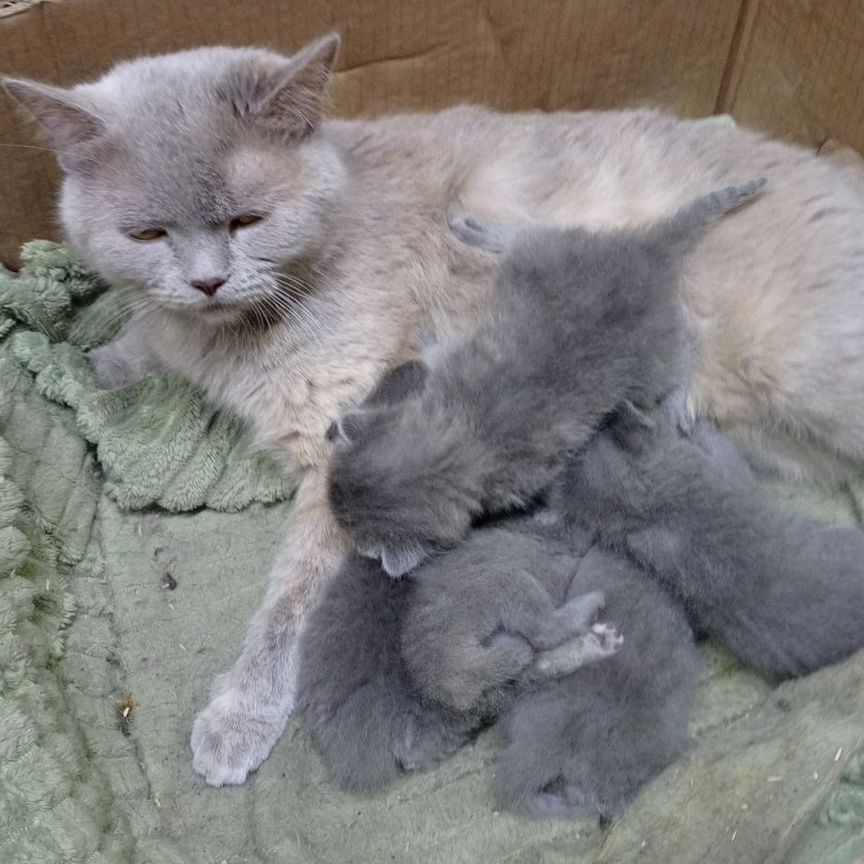 Шотландский прямоухий длинношёрстный котёнок