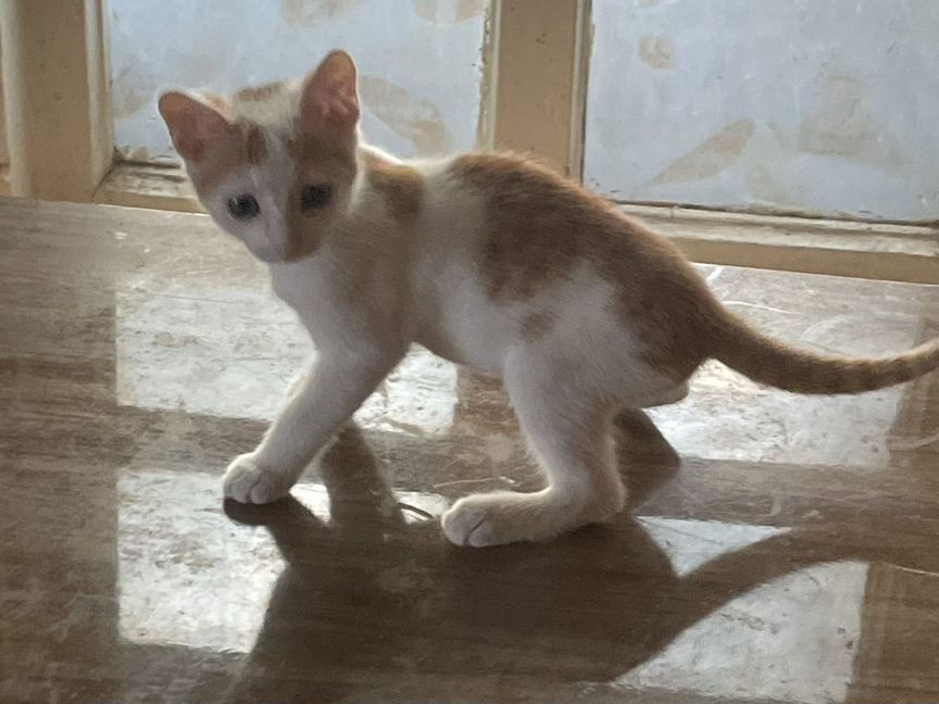 Котята