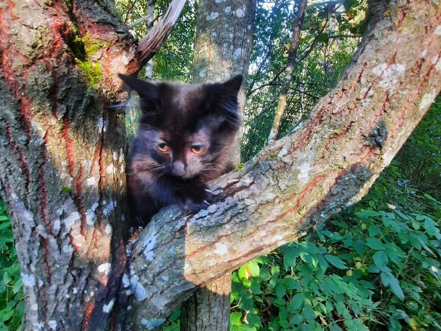Молодая черная кошка