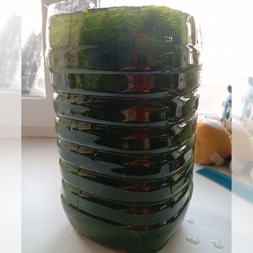 Роголистник- 5 литровая банка