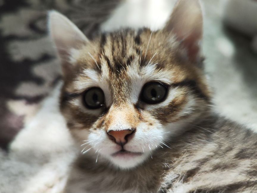Кошка