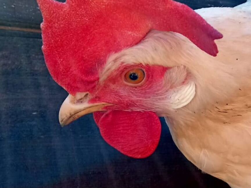 Готовые куры