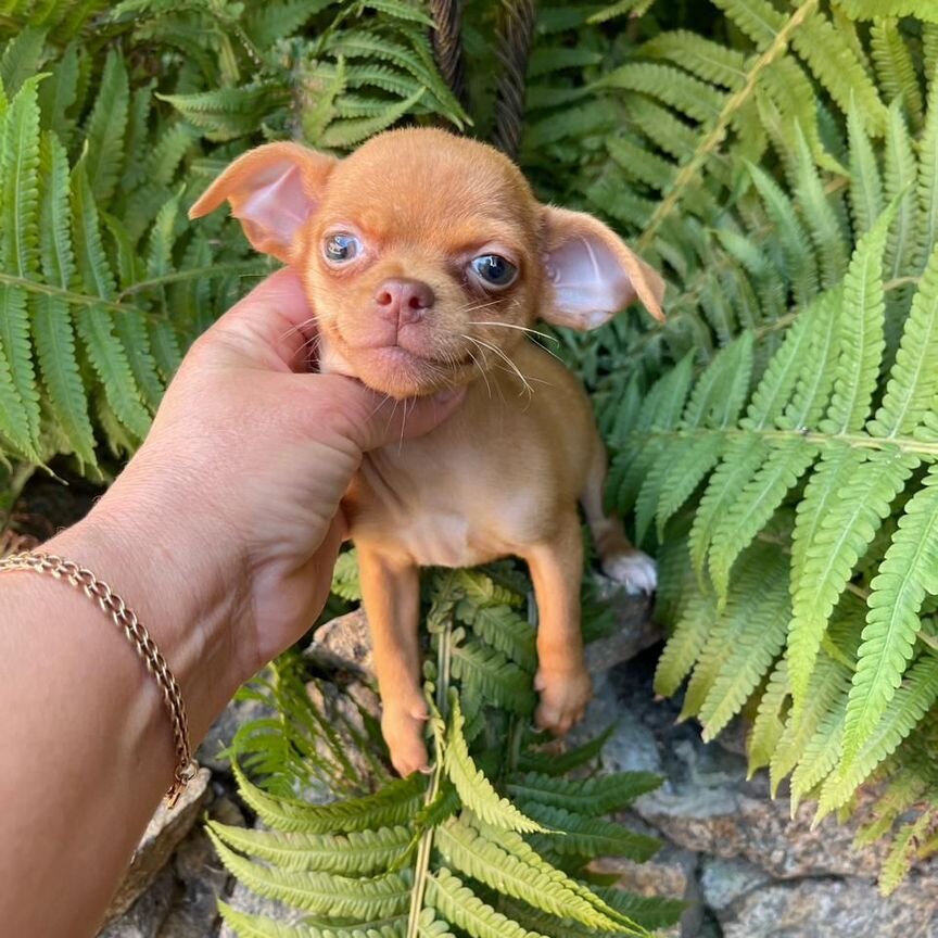 Мини той-терьер