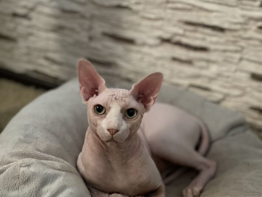 Канадский сфинкс котенок