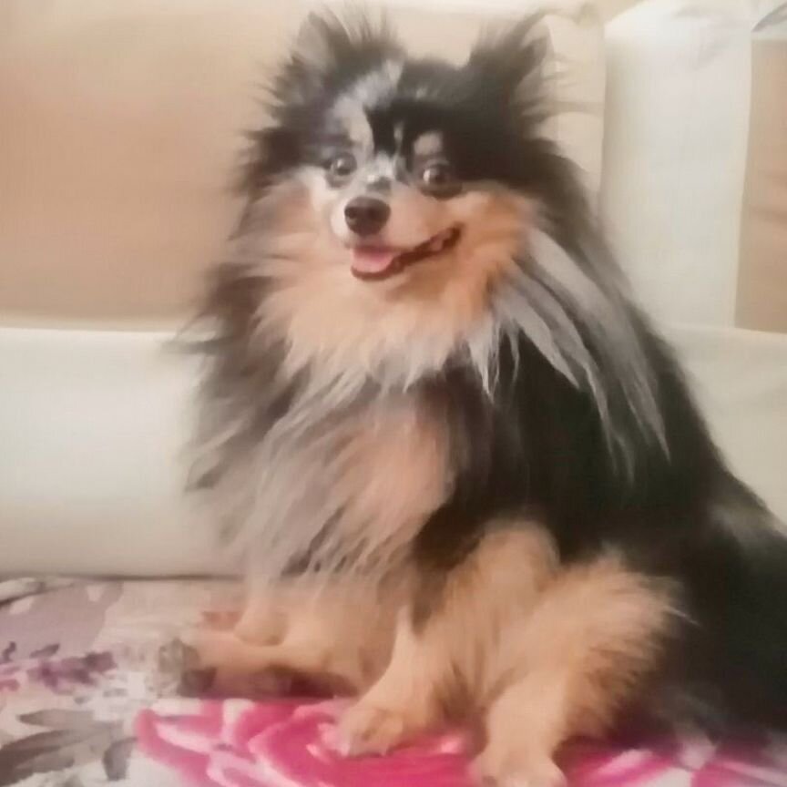 Кабель для случки шпиц