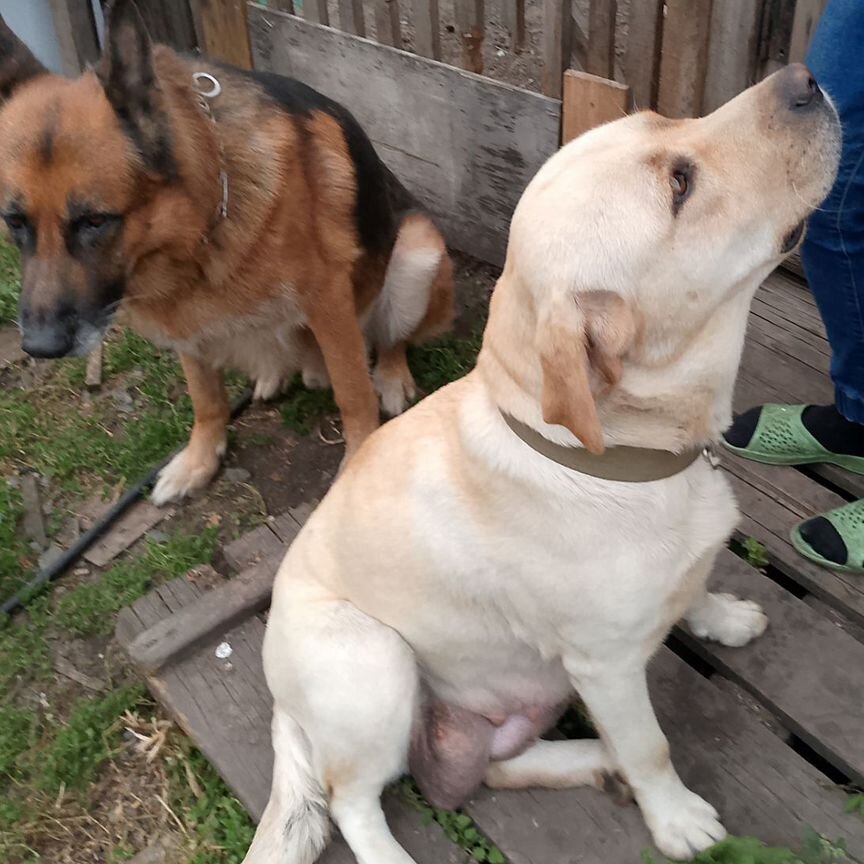 Собака мама лабрадор, папа немецкая овчарка