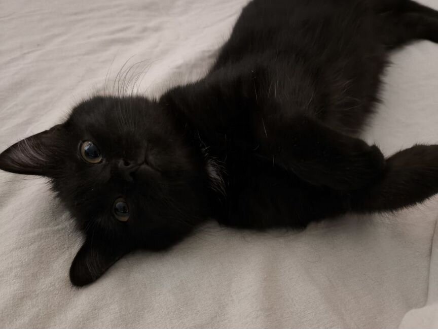 Котёнок девочка 4 месяца