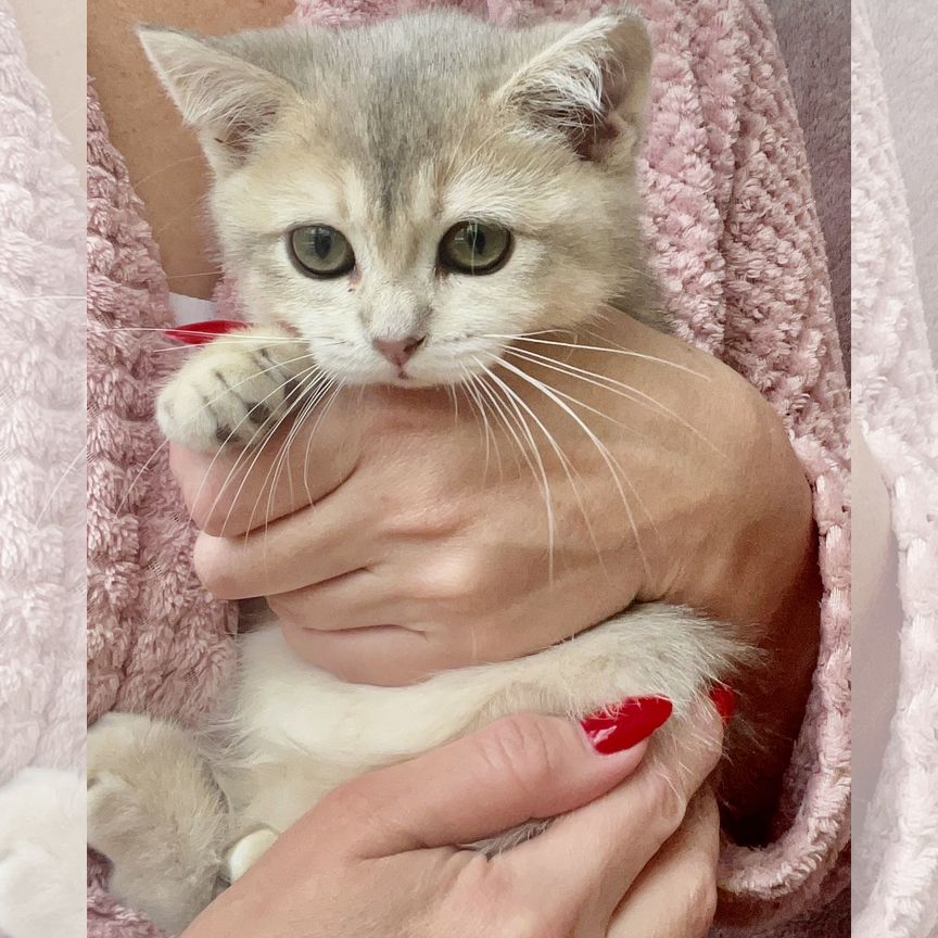 Шотландский прямоухий короткошёрстный котёнок