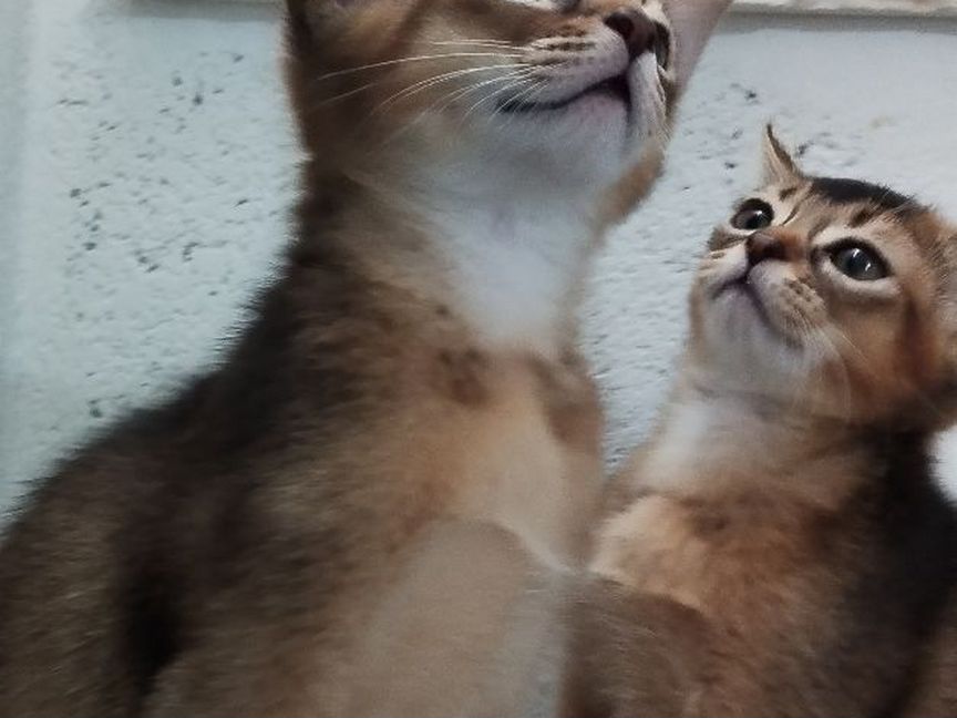 Абисинские котята
