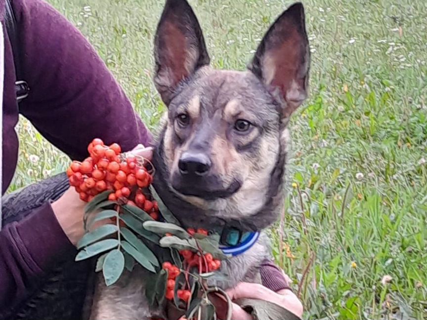 Собака Рокки