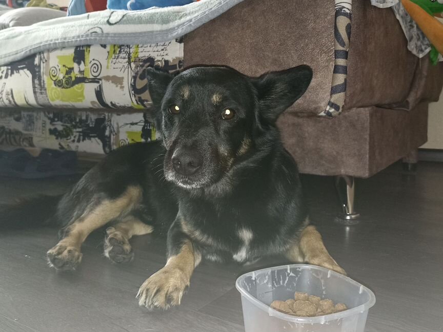 Отдам в добрые руки щенка мальчик