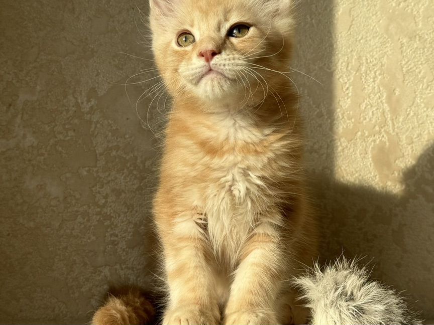 Мейн-кун котенок кремовый тикированный