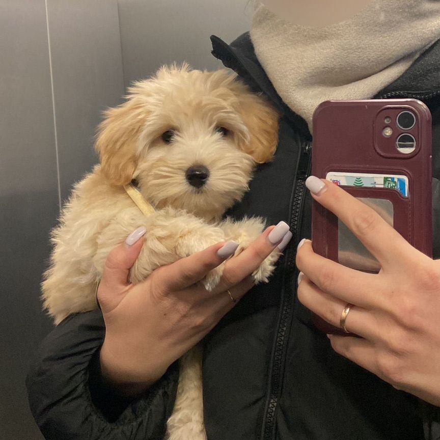 Мальтипу, щенок