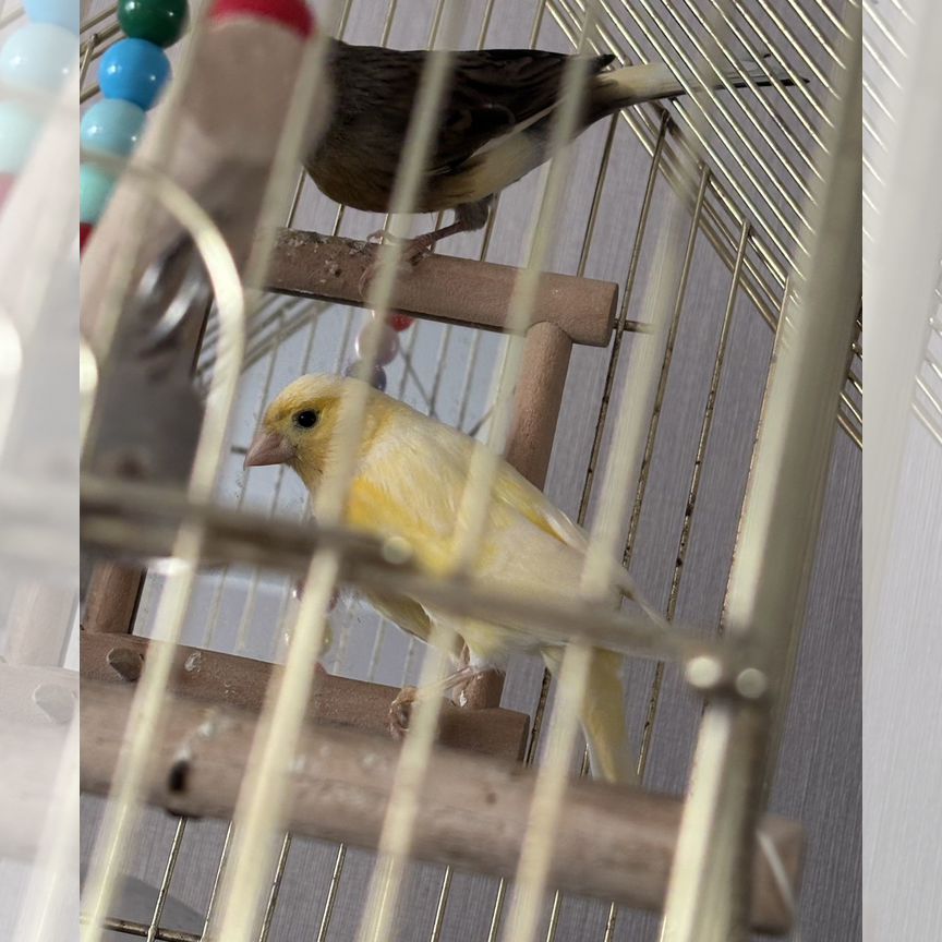 Кенор и 2 канарейки