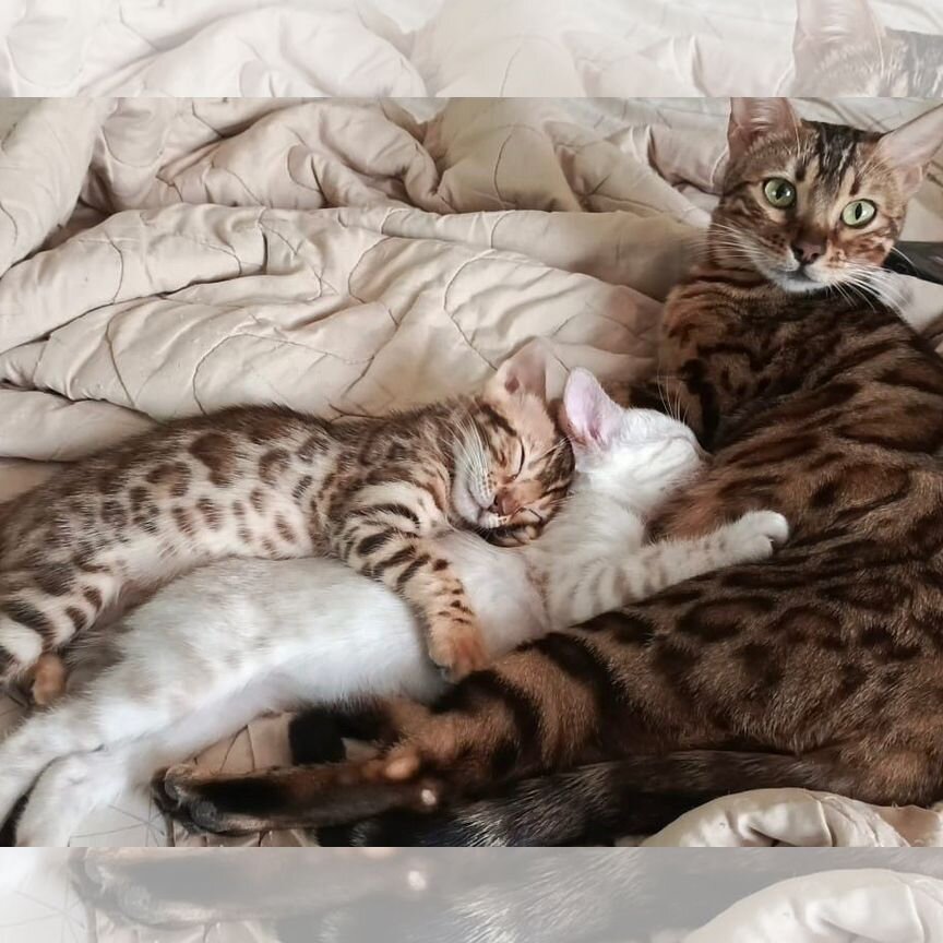Бенгальские котята с документами