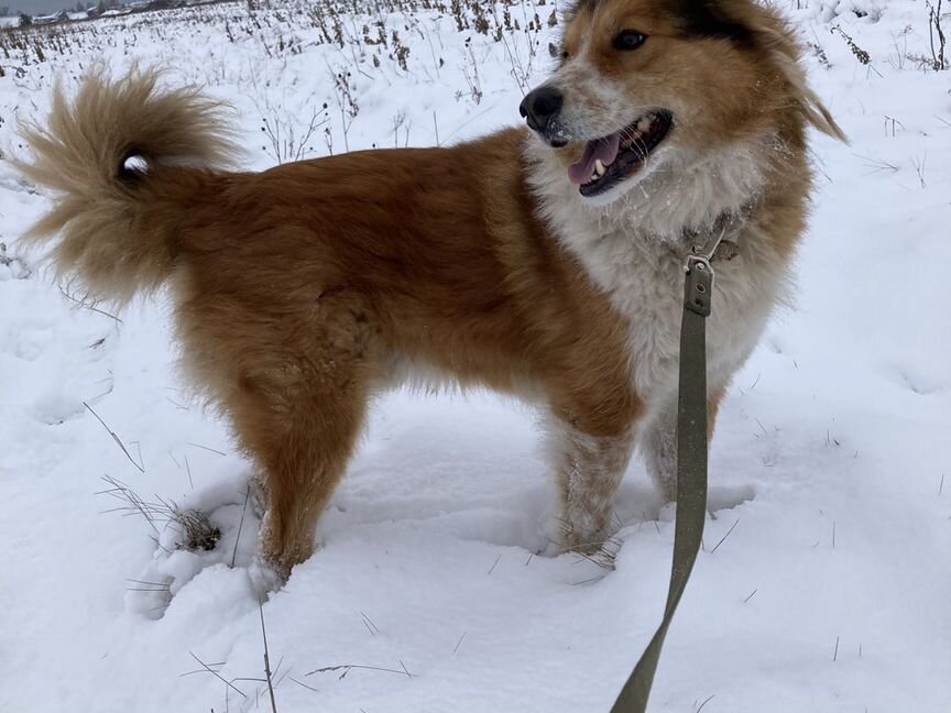 Отдам собаку в добрые руки