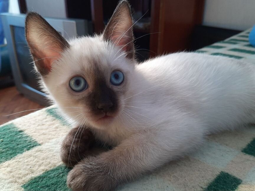 Продаю тайских котят