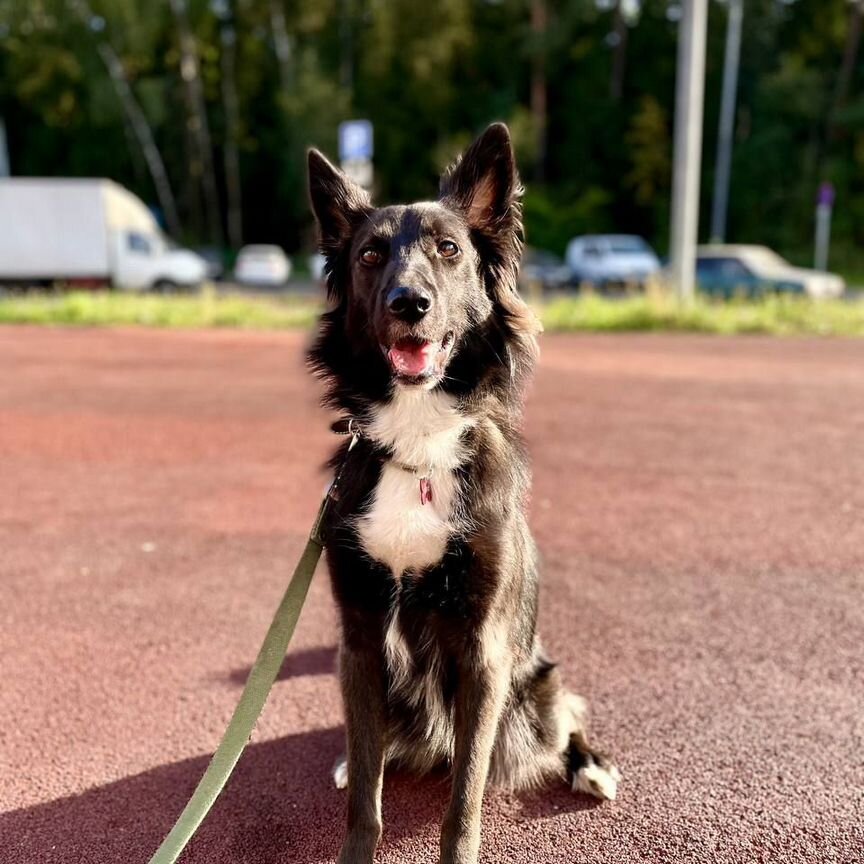 Собака в дар фенотип ненецкой лайки