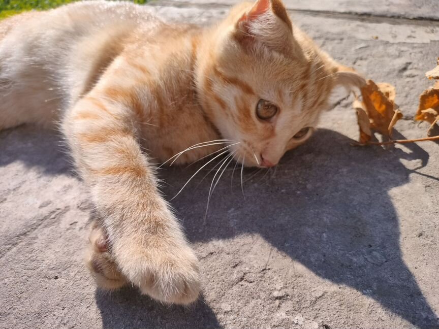 Рыжий котенок в добрые руки