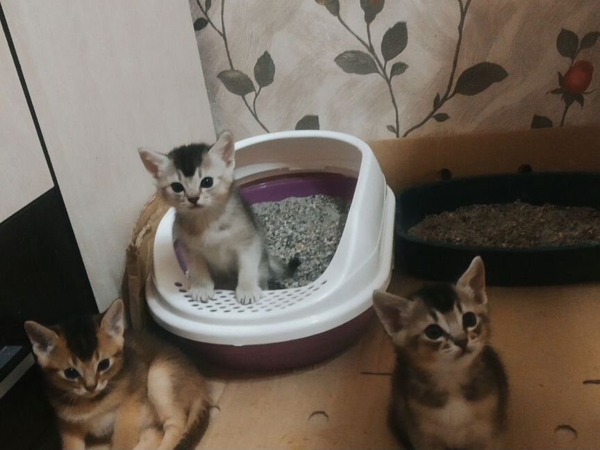 Абиссинята