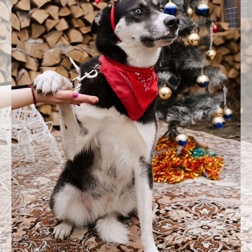 Сибирский хаски, взрослая собака