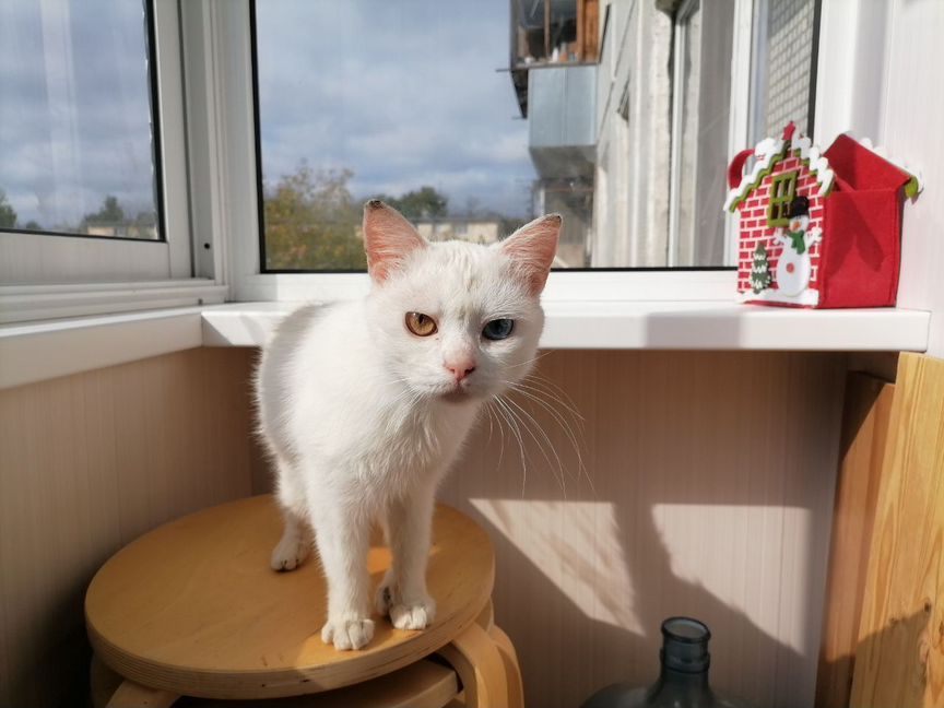 Кошка в дар бесплатно