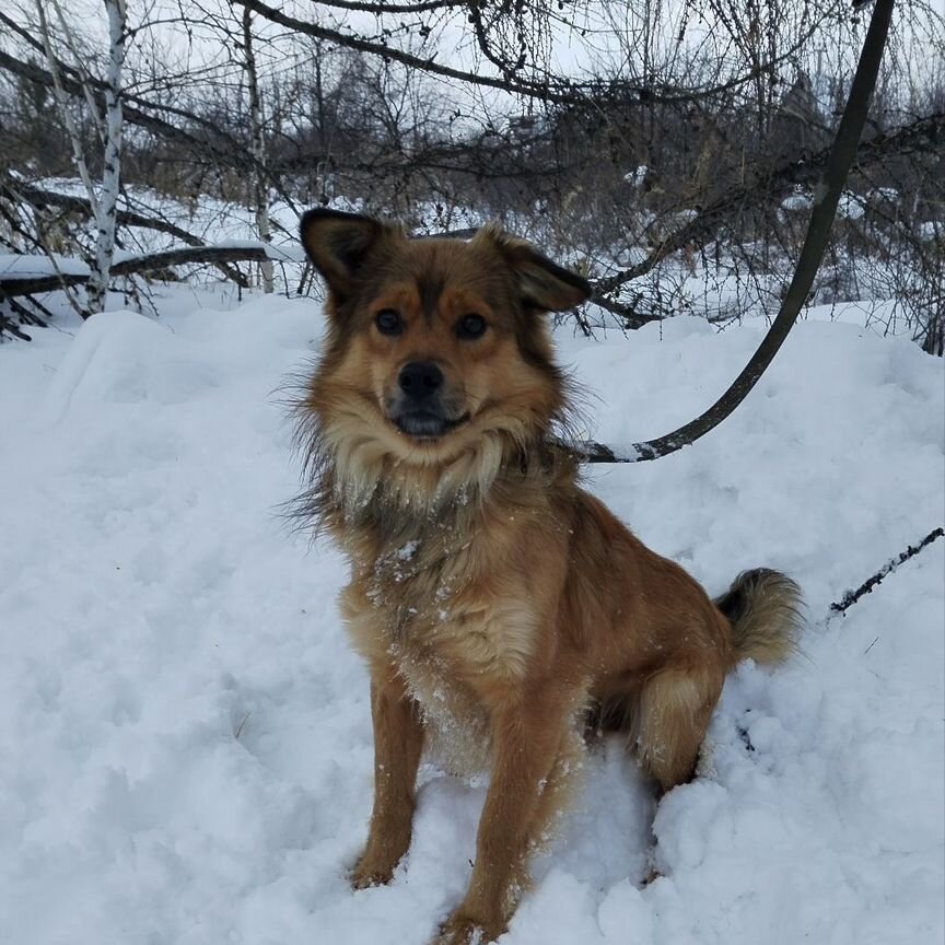 Небольшой пёс