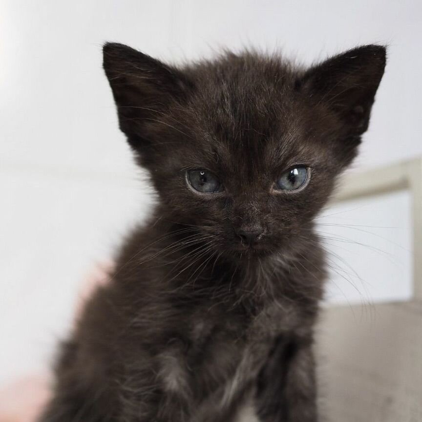 Чудесный котенок Чуча 2,5 месяца в добрые руки