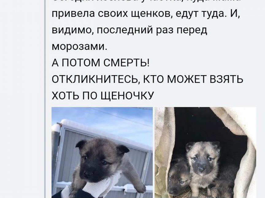 Помогите в пристройстве/передержке