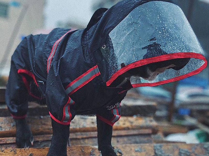 Дождевик для собак и кошек