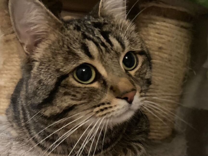 Кот на вязку