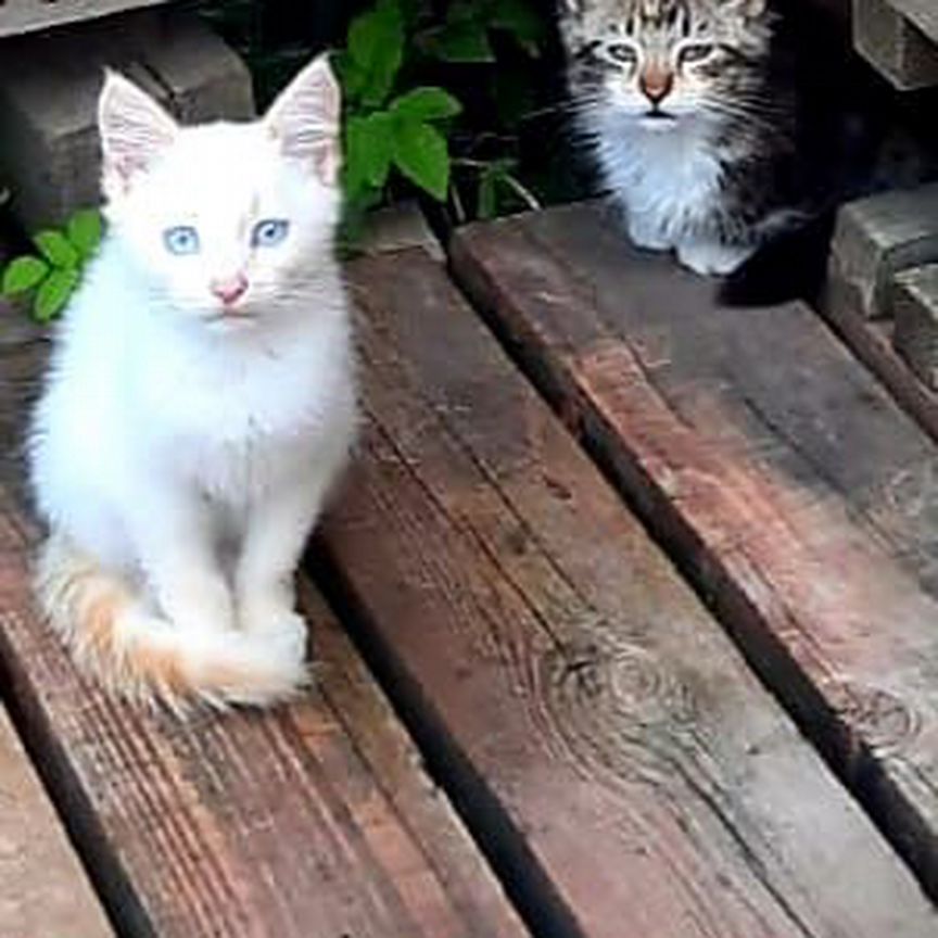 Котики маленькие СПб