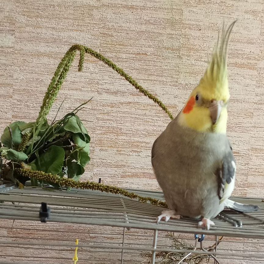 Попугай корелла с клеткой