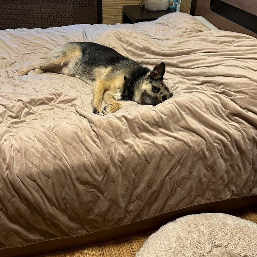 Взрослая собака в добрые руки