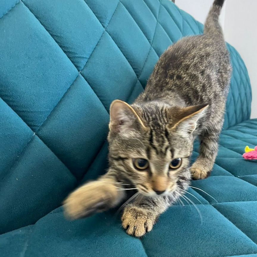 Котенок Филя