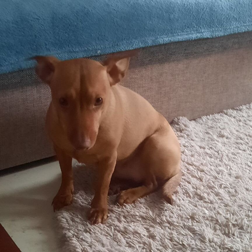 Собачка домашняя