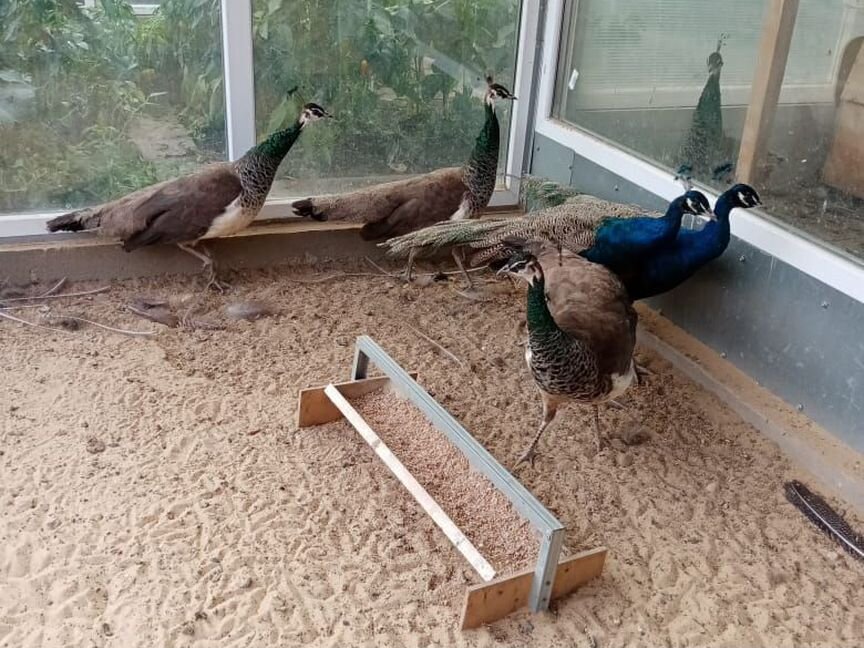 Индийские павлины