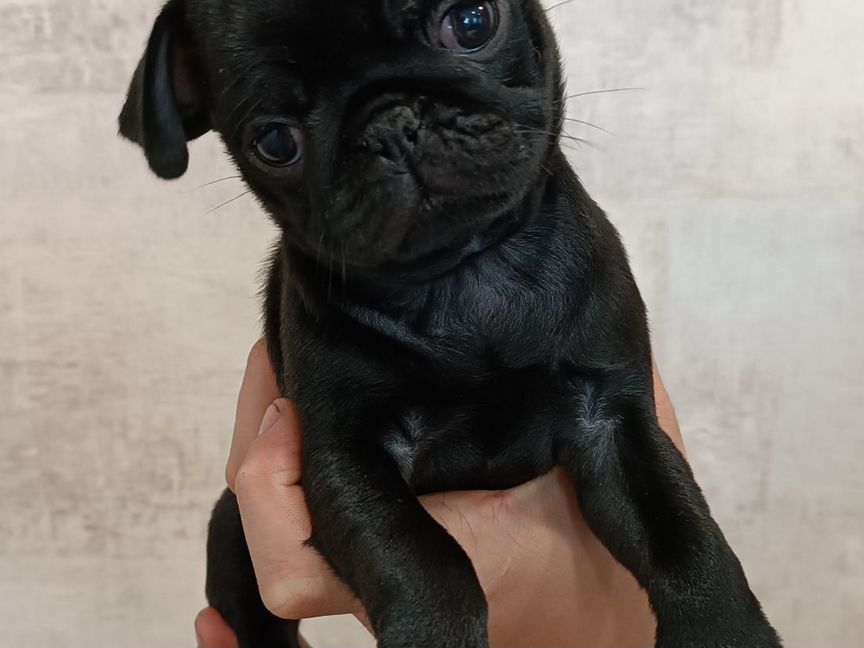 Мопс