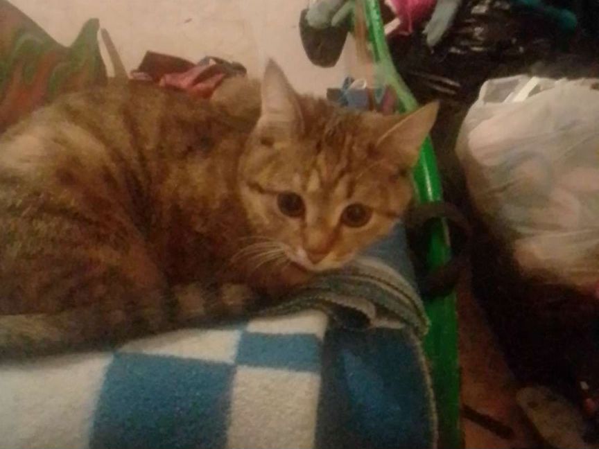 Отдам бесплатно кошечку