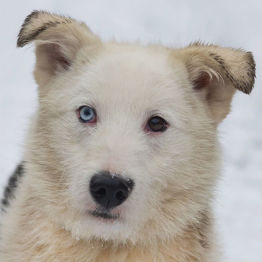 Очаровательный Хась