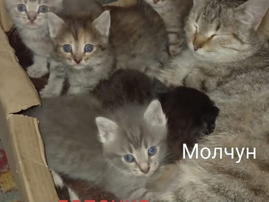 Кошки в добрые руки